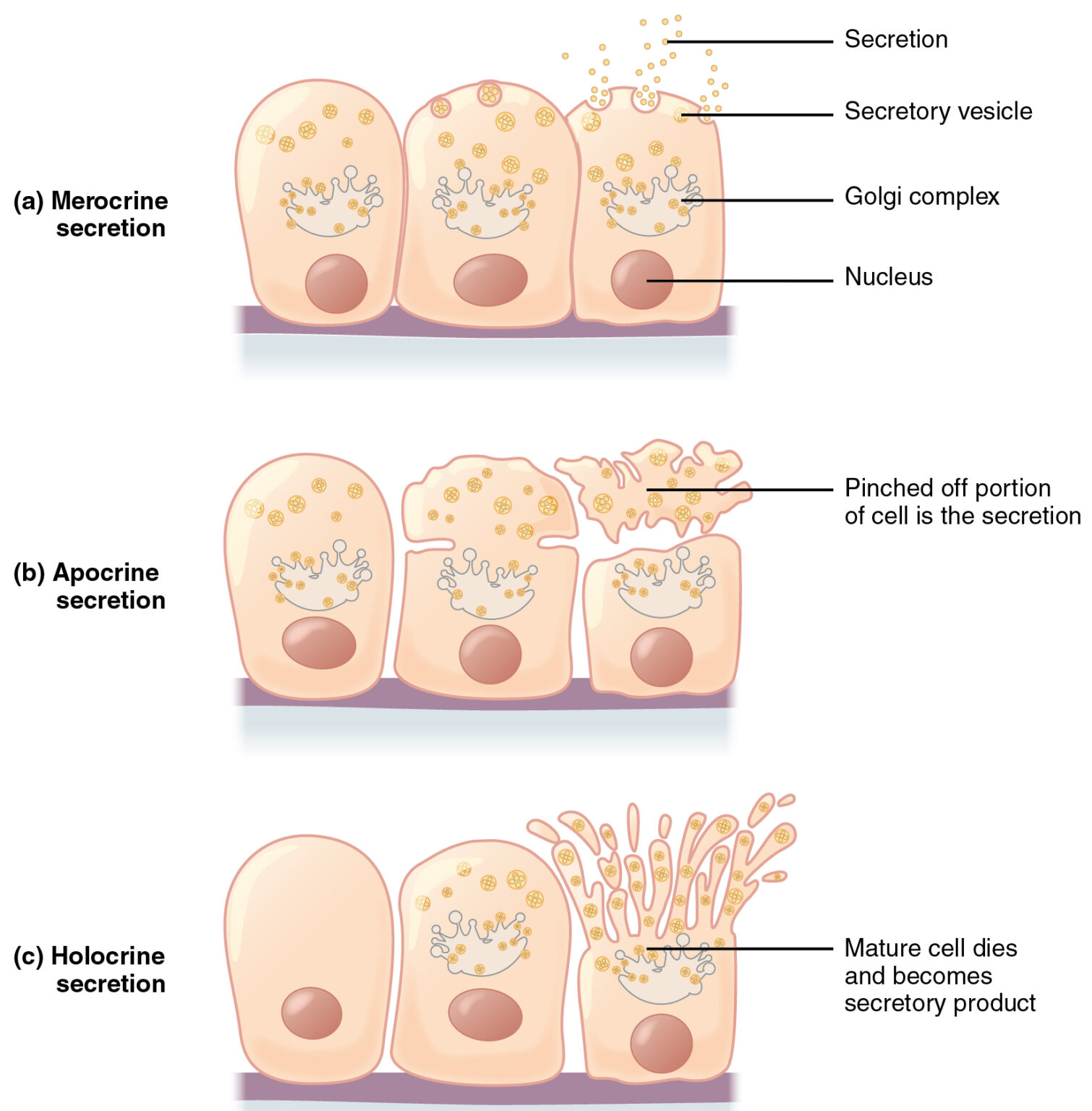Epitelio Glandular: Histología | Concise Medical Knowledge