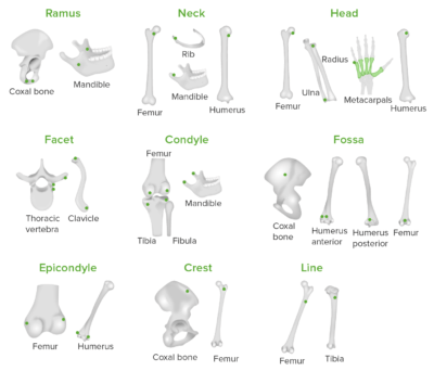 Estrutura dos Ossos | Concise Medical Knowledge