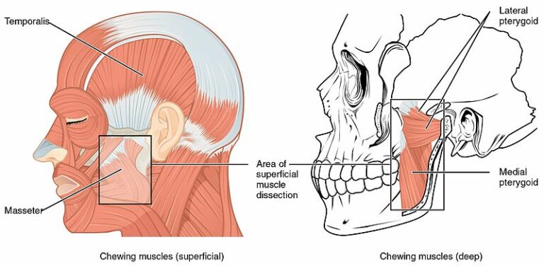 Jaw and Temporomandibular Joint: Anatomy | Concise Medical Knowledge