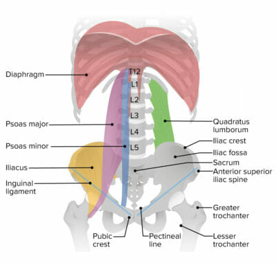 Posterior Abdominal Wall: Anatomy | Concise Medical Knowledge