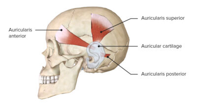 Facial Muscles: Anatomy | Concise Medical Knowledge
