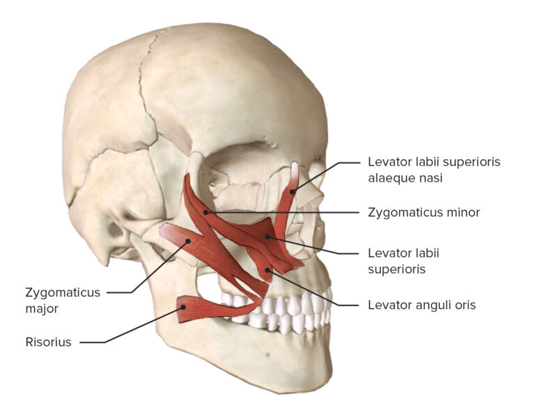 Facial Muscles: Anatomy | Concise Medical Knowledge