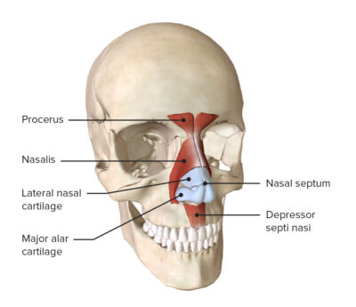 Facial Muscles: Anatomy | Concise Medical Knowledge
