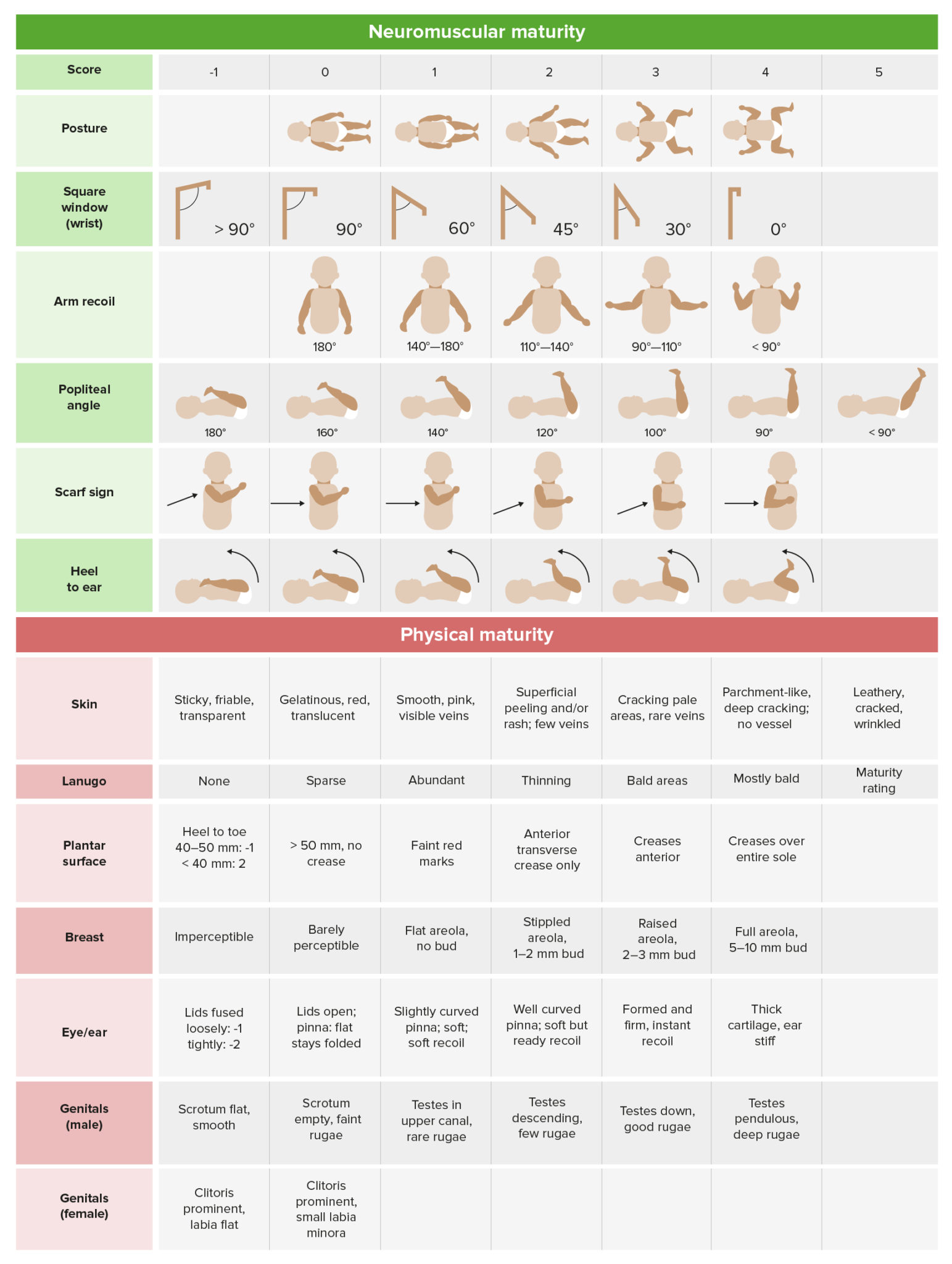 Examen Físico Neonatal | Concise Medical Knowledge