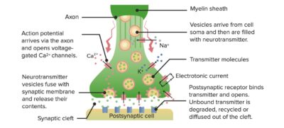 Synapses and Neurotransmission | Concise Medical Knowledge