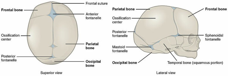 Physical Examination of the Newborn | Concise Medical Knowledge