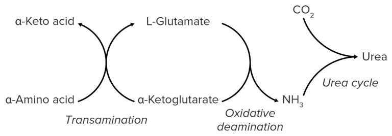 Ciclo da Ureia | Concise Medical Knowledge