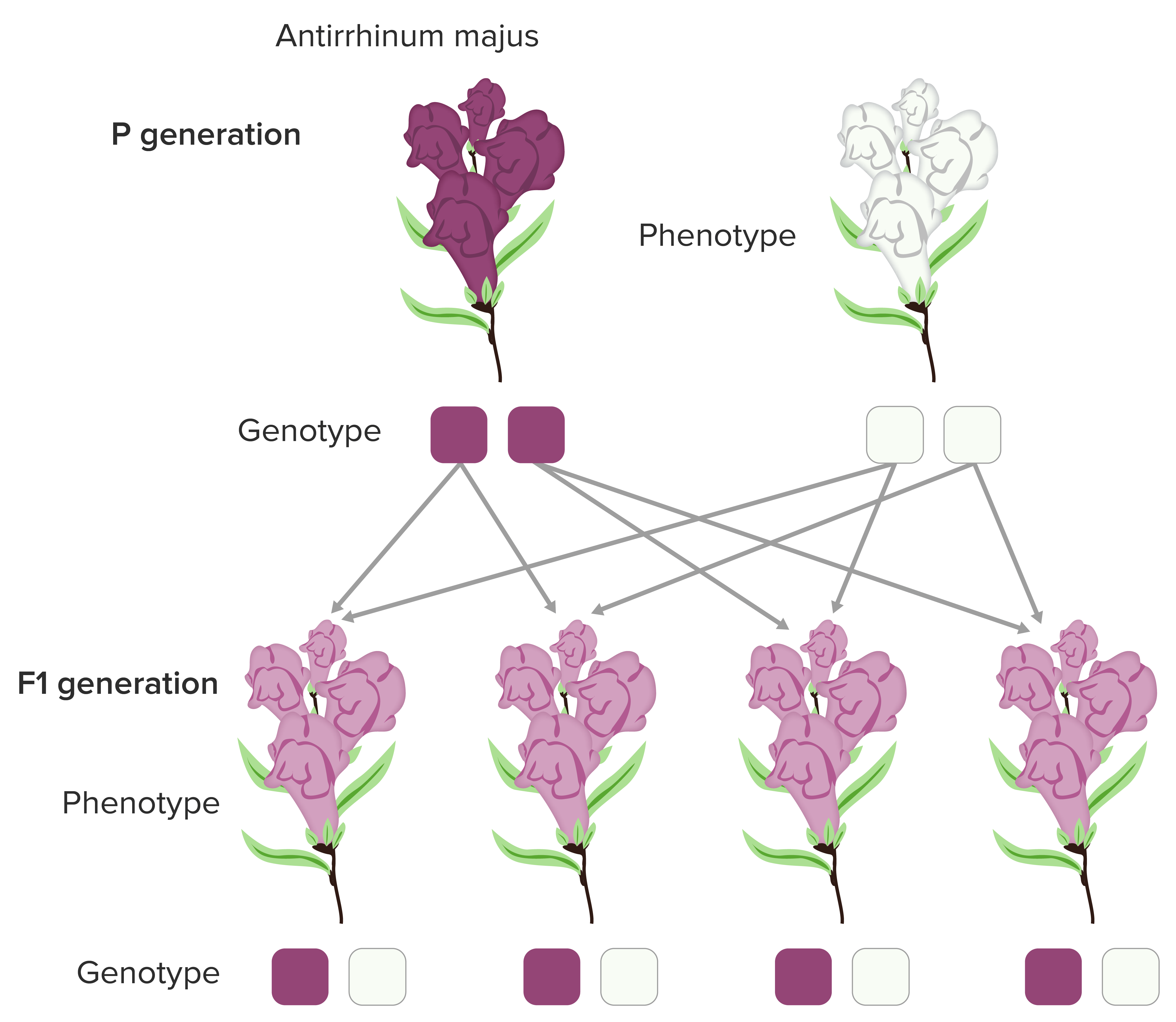 Mendel s Laws Of Genetics Concise Medical Knowledge