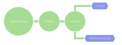 Adrenal Insufficiency and Addison Disease | Concise Medical Knowledge