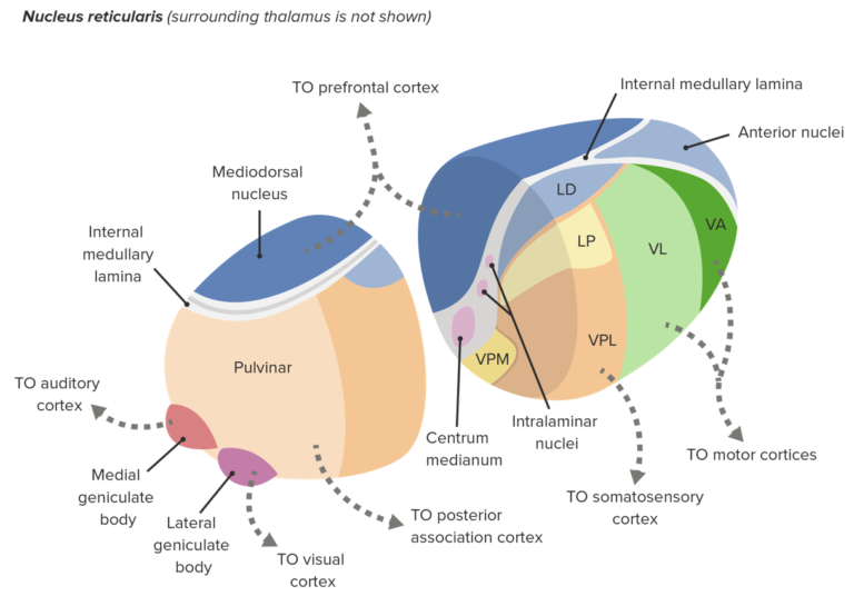 Thalamus: Anatomy | Concise Medical Knowledge