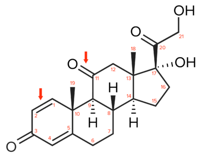 Glucocorticoids | Concise Medical Knowledge