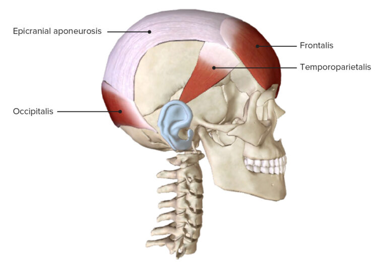 Facial Muscles: Anatomy | Concise Medical Knowledge