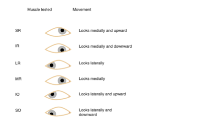 Orbit and Extraocular Muscles: Anatomy | Concise Medical Knowledge