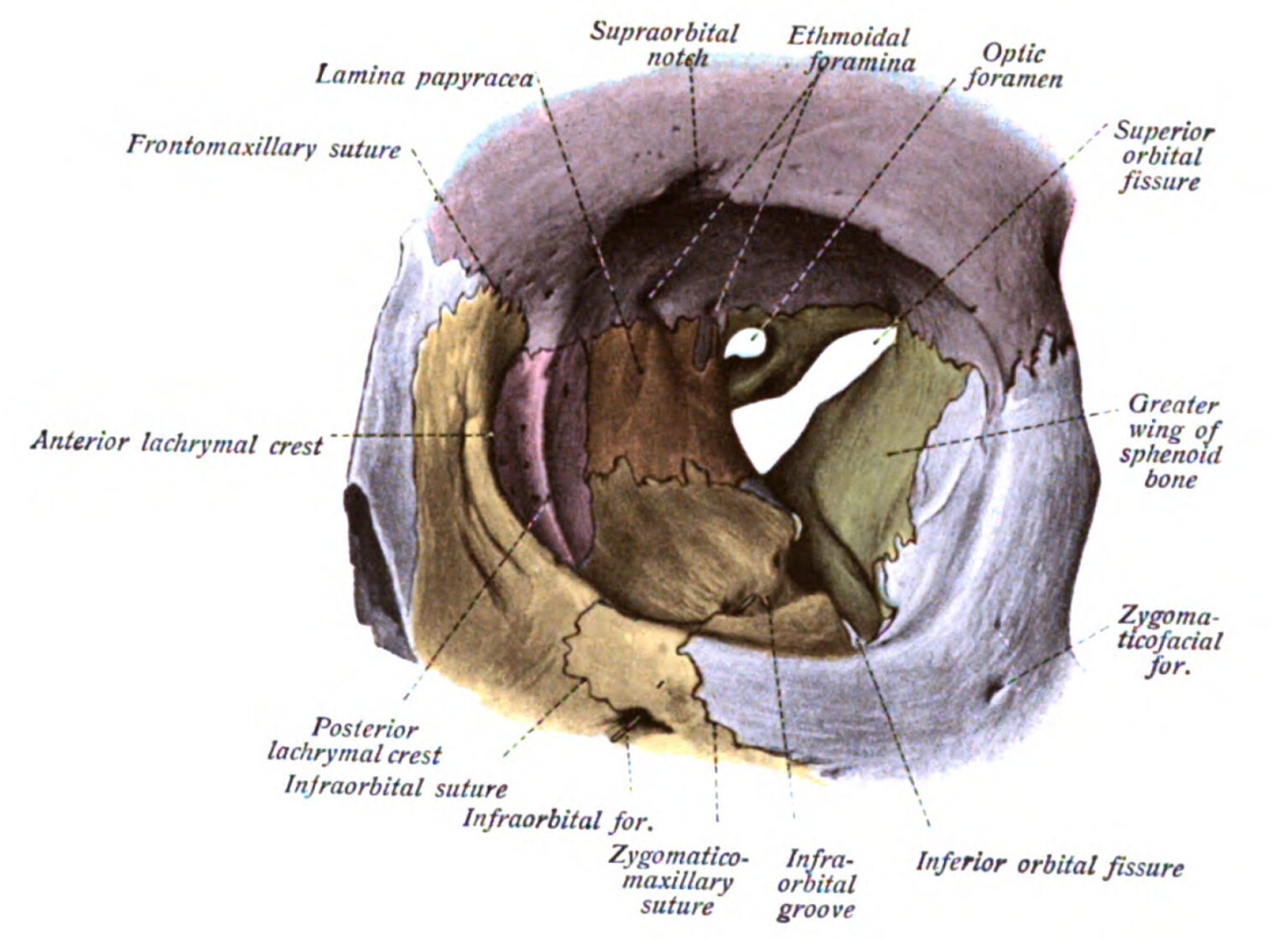 Orbit and Extraocular Muscles: Anatomy | Concise Medical Knowledge