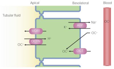 Tubular System | Concise Medical Knowledge