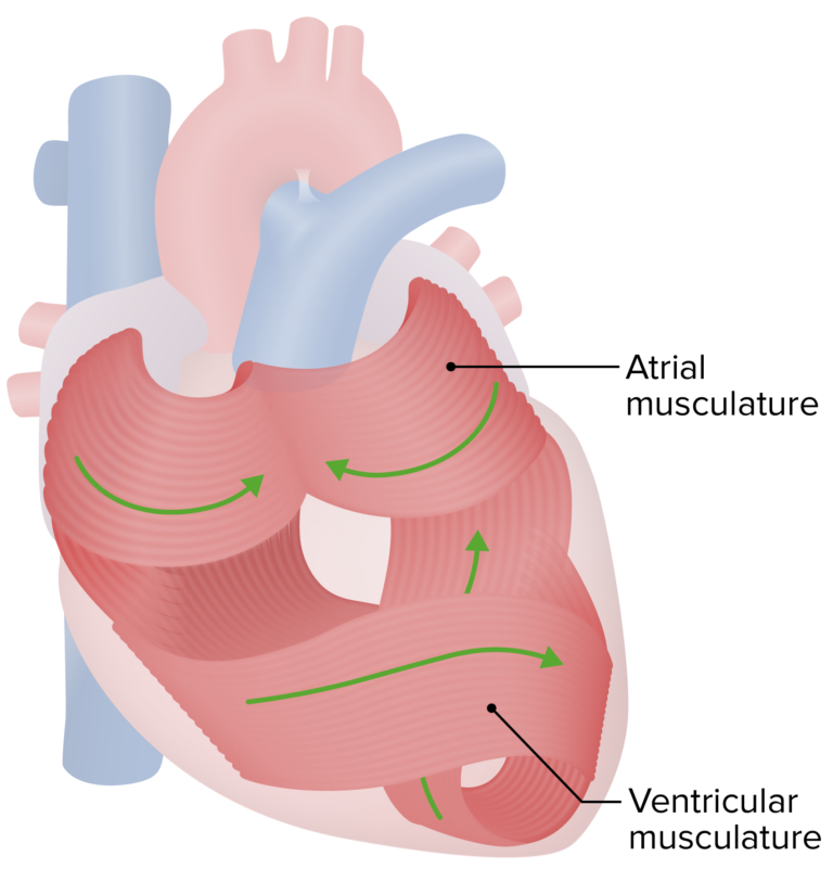 Heart: Anatomy | Concise Medical Knowledge