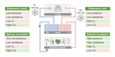 Gas Exchange | Concise Medical Knowledge