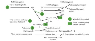 Hypocoagulable Conditions | Concise Medical Knowledge