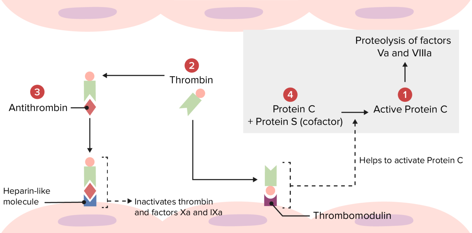 Estados de Hipercoagulabilidade | Concise Medical Knowledge