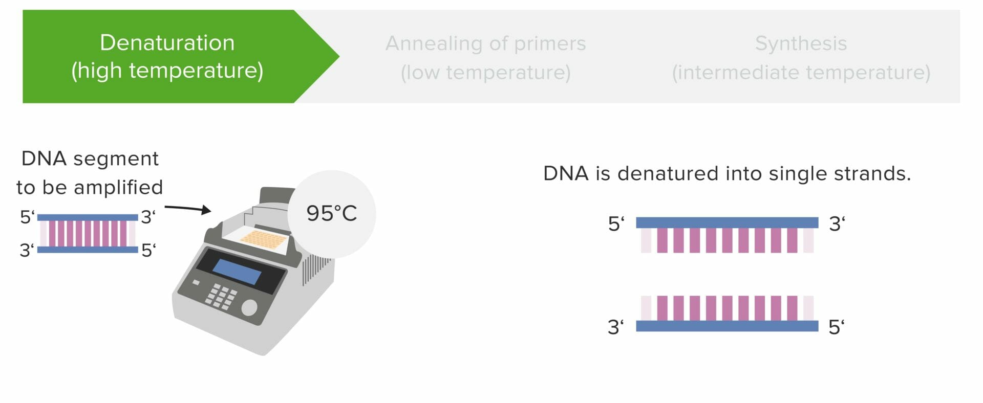 Polymerase Chain Reaction (PCR) | Concise Medical Knowledge