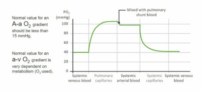 Gas Exchange | Concise Medical Knowledge
