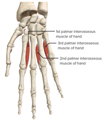 Hand: Anatomy | Concise Medical Knowledge