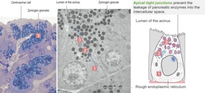 Pancreas: Anatomy | Concise Medical Knowledge