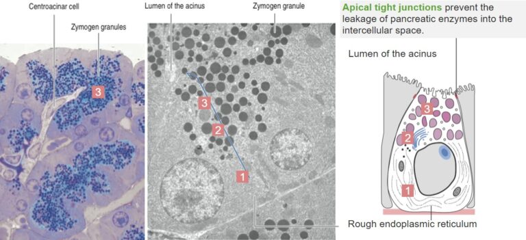 Pâncreas: Anatomia | Concise Medical Knowledge