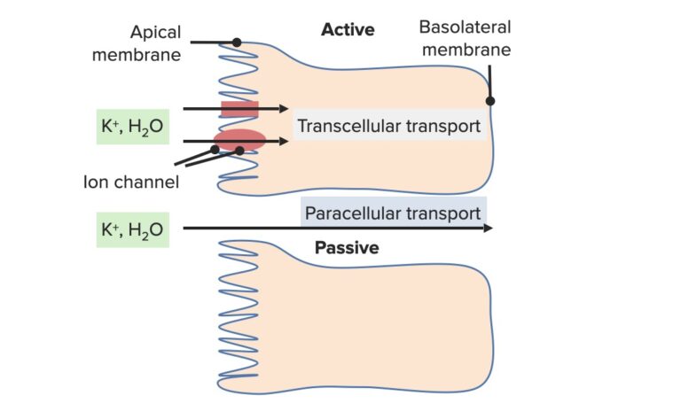 Renal Potassium Regulation | Concise Medical Knowledge