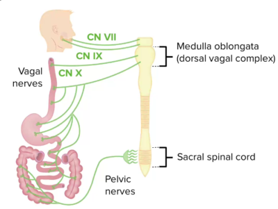 Small Intestine: Anatomy | Concise Medical Knowledge