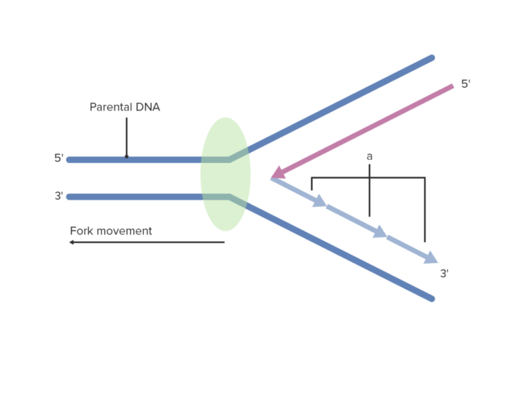 Free USMLE® Step 1 Biochemistry Questions | Lecturio Medical