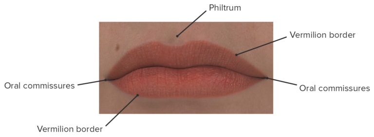 Lips and Tongue: Anatomy | Concise Medical Knowledge