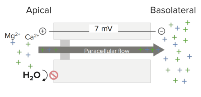 Loop Diuretics | Concise Medical Knowledge