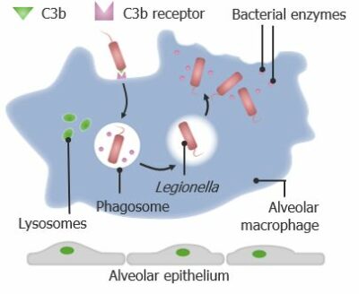 Legionella/Legionellosis | Concise Medical Knowledge
