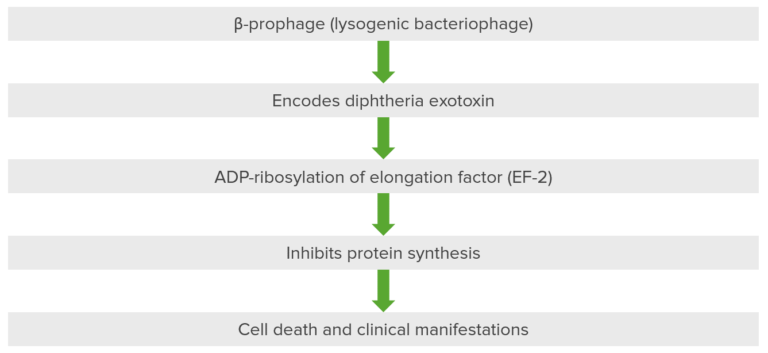 Diphtheria | Concise Medical Knowledge