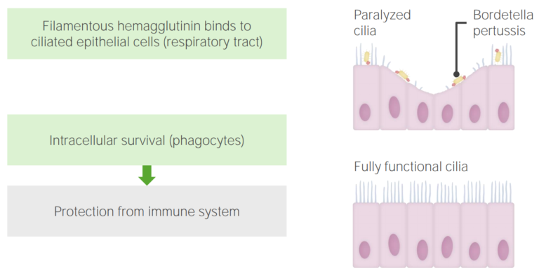 Bordetella | Concise Medical Knowledge