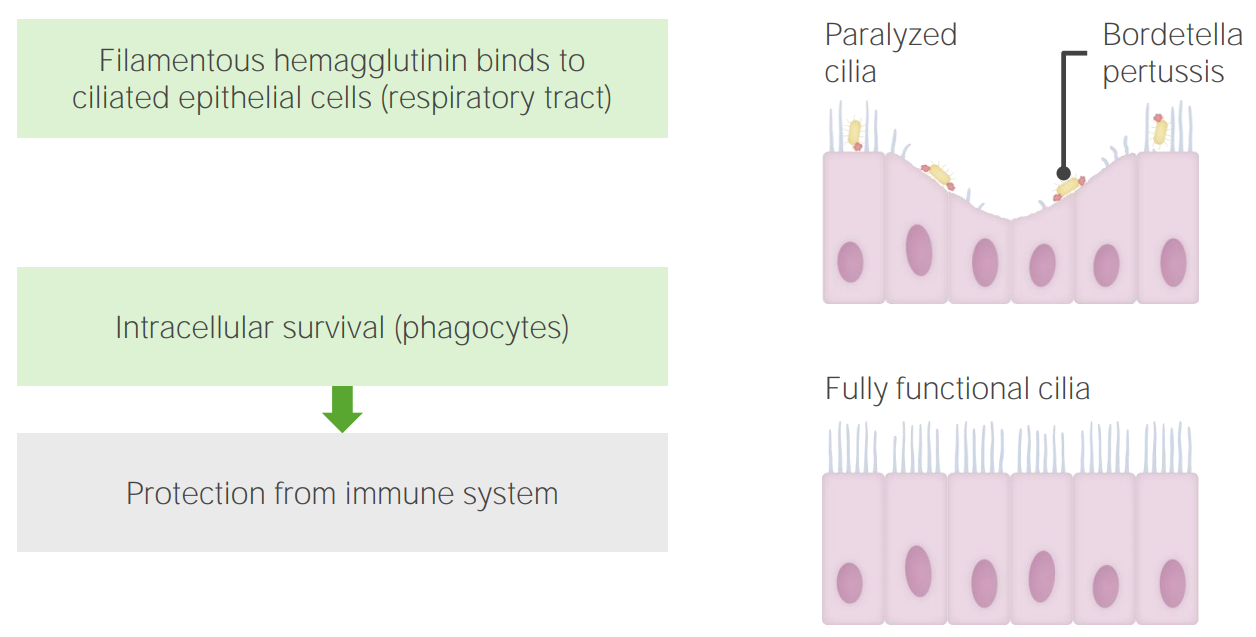 Bordetella Concise Medical Knowledge