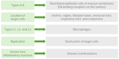 Chlamydia | Concise Medical Knowledge