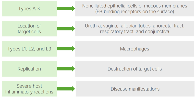 Clamidia | Concise Medical Knowledge