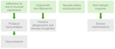 Yaws, Bejel, and Pinta | Concise Medical Knowledge