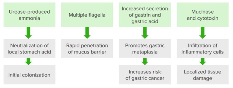 Helicobacter | Concise Medical Knowledge