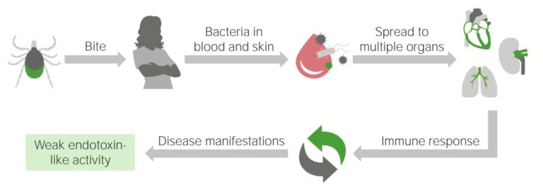 Lyme Disease | Concise Medical Knowledge