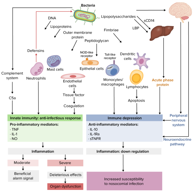 Sepsis and Septic Shock | Concise Medical Knowledge