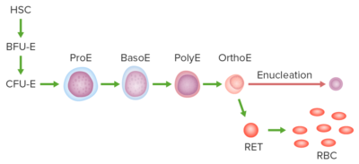 Erythrocytes: Histology | Concise Medical Knowledge