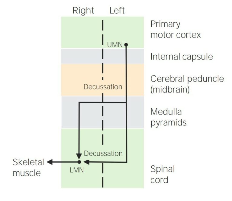 Spinal Cord: Anatomy | Concise Medical Knowledge