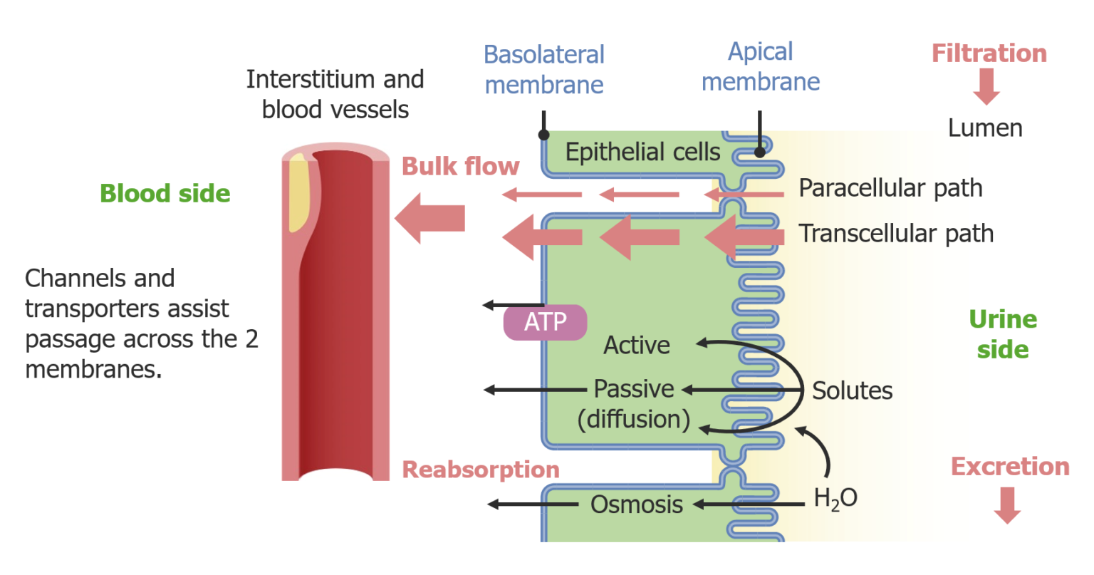 Sistema Tubular | Concise Medical Knowledge