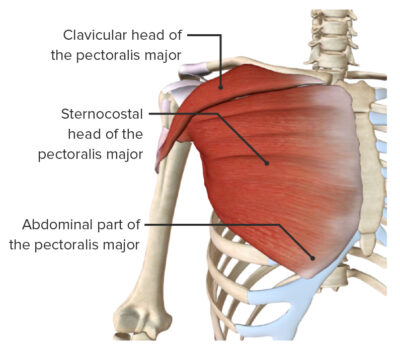 Chest Wall: Anatomy | Concise Medical Knowledge