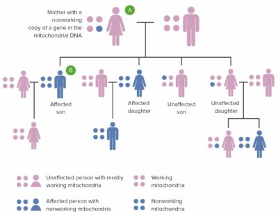 Mitochondrial Inheritance | Concise Medical Knowledge