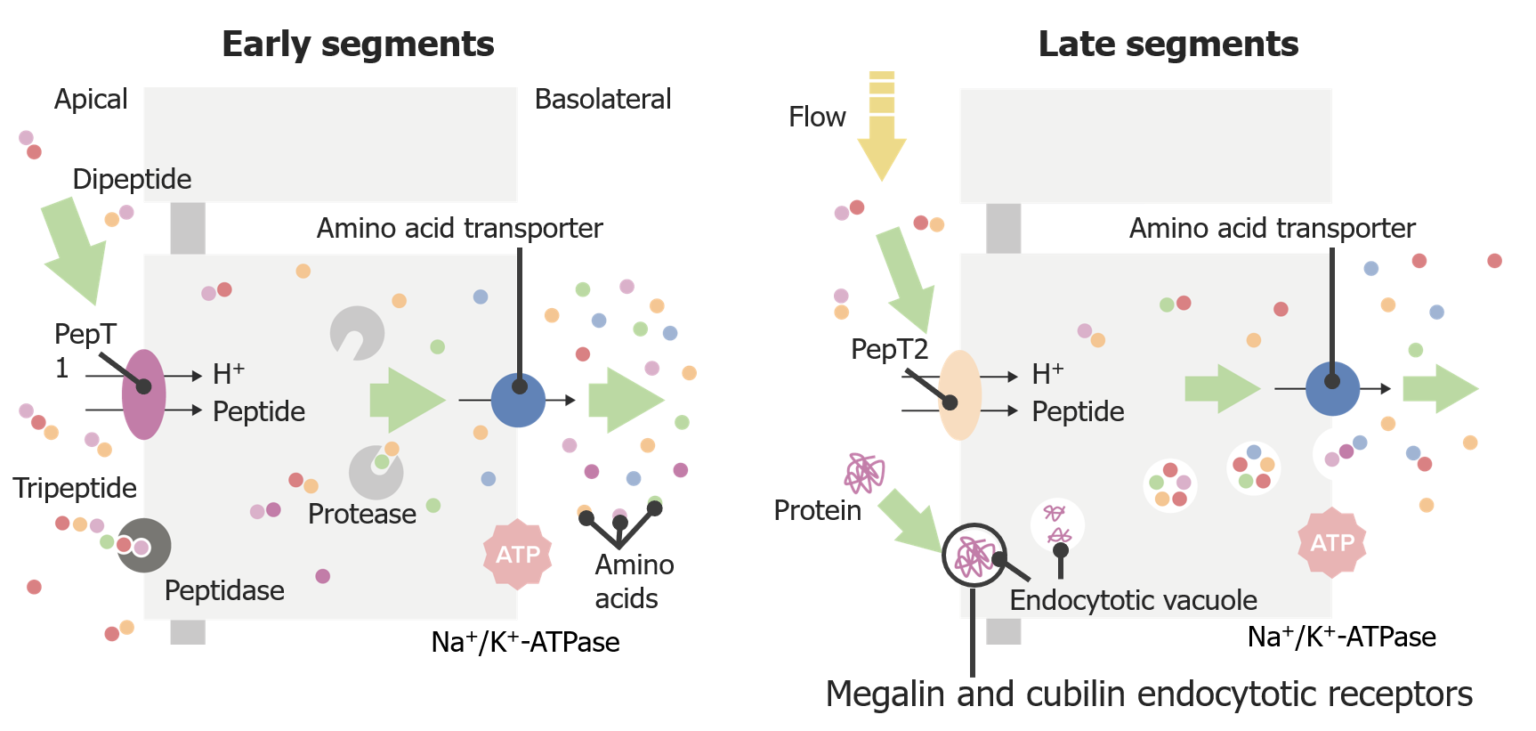 Tubular System | Concise Medical Knowledge