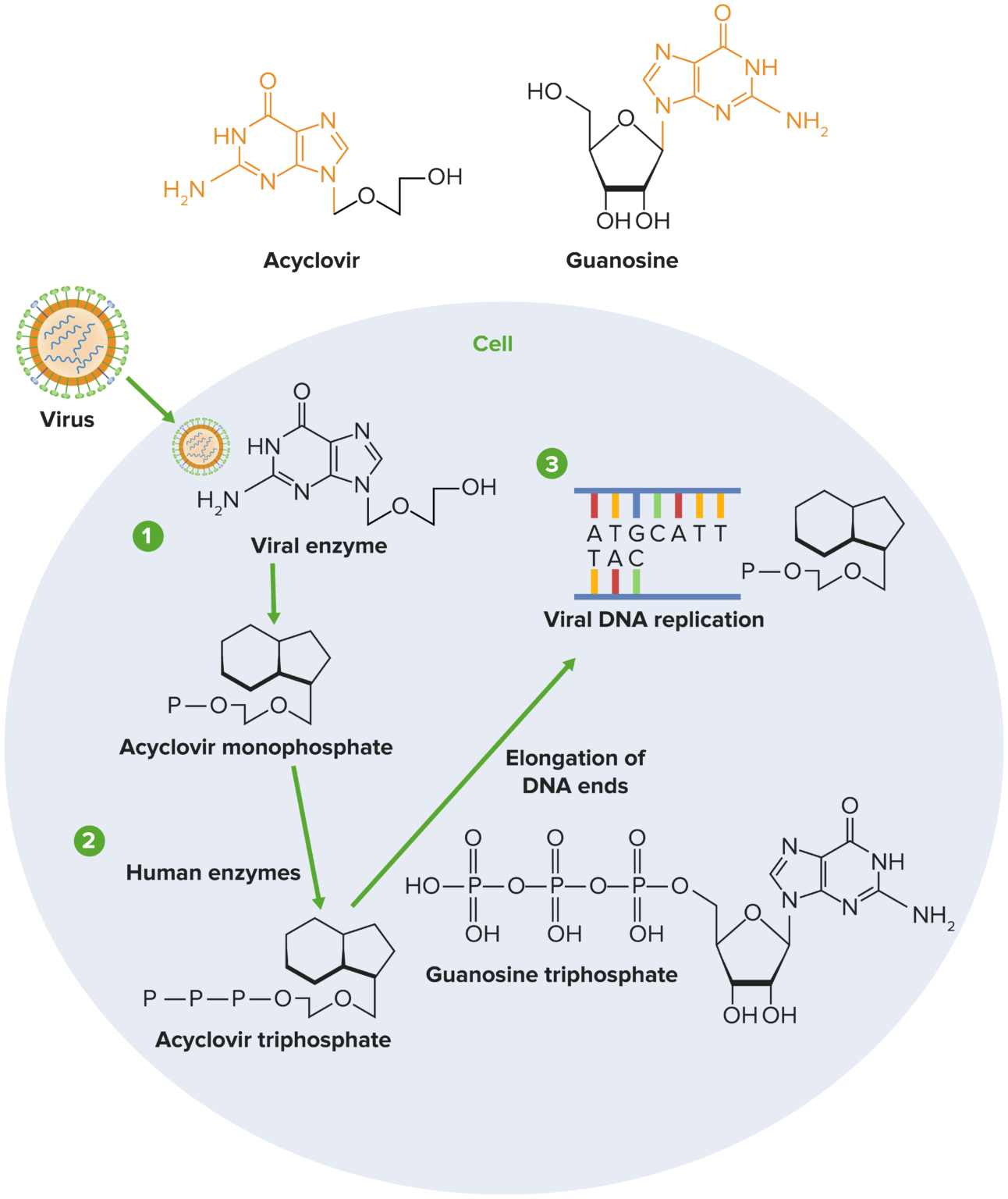 Antivirals for Herpes Virus | Concise Medical Knowledge